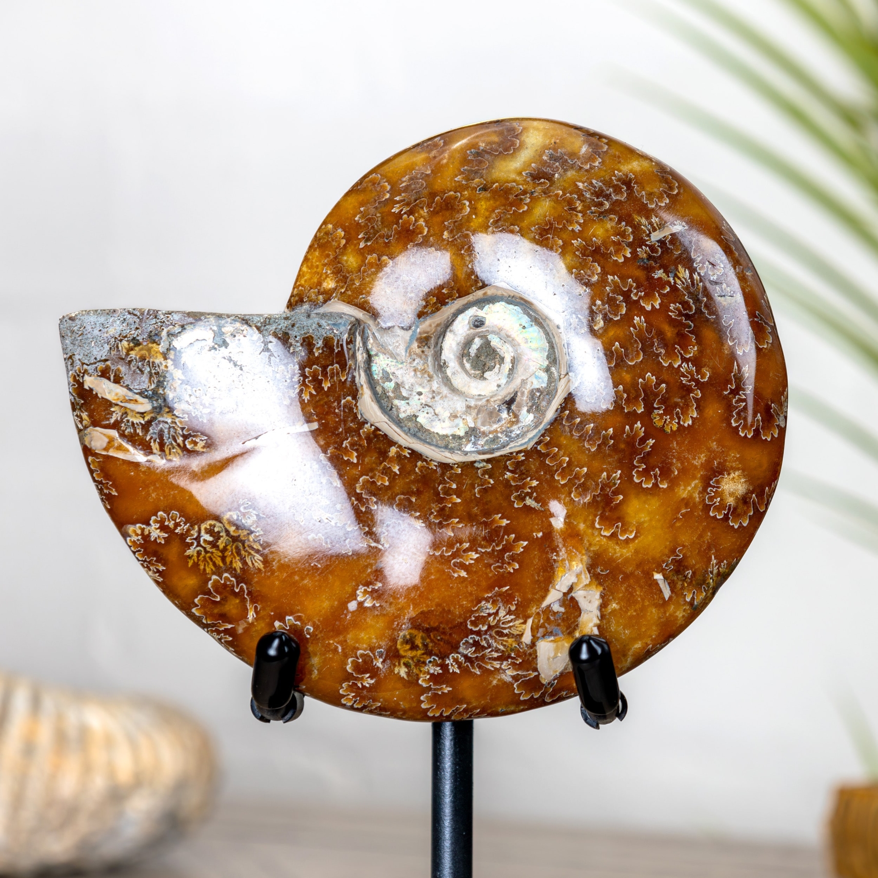 Whole Polished Ammonite Fossil on Stand (Phylloceras sp)