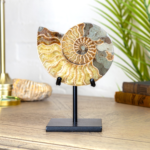 Ammonite Fossil Stands | Ammonite Fossil Displays | Minibeast