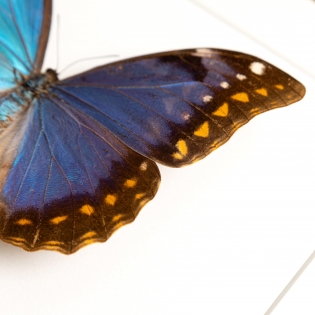 Female Anaxibia Morpho Butterfly In Box Frame (Morpho anaxibia)