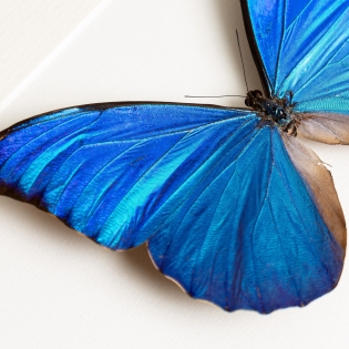 Anaxibia Morpho Butterfly In Box Frame (Morpho anaxibia)