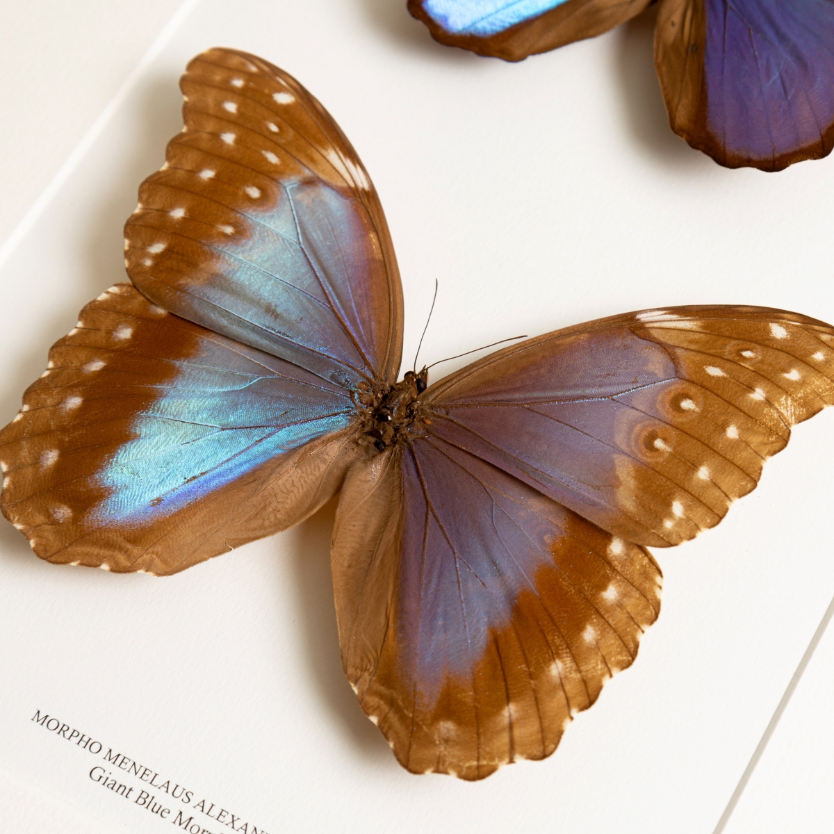 Giant Blue Morpho Male & Female Pair in Box Frame (Morpho menelaus ...