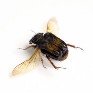 Bombodes ursus Beetle In Box Frame from Thailand | Cetonischema ...
