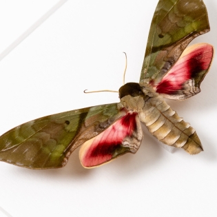 Large Pink & Green Hawk Moth In Box Frame (Callambulyx rubricosa)