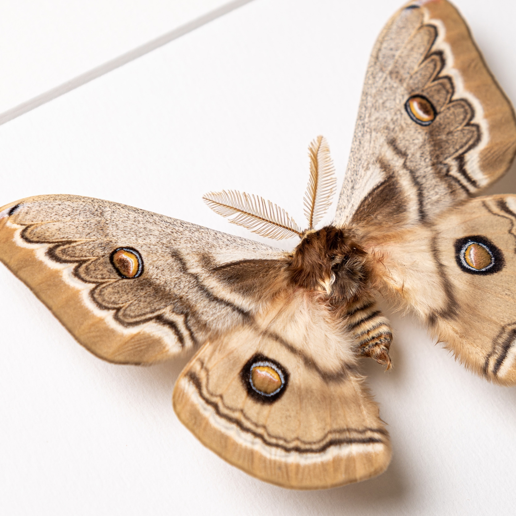 Hutton's Emperor Moth Male & Female Pair In Box Frame (Neoris shadulla)