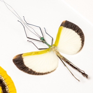 Winged Walking Stick Insect Male & Female Pair In Box Frame (Tagesoidea ...