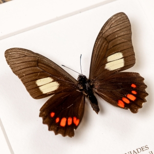 Harmodius Swallowtail Butterfly In Box Frame (Mimoides xeniades)