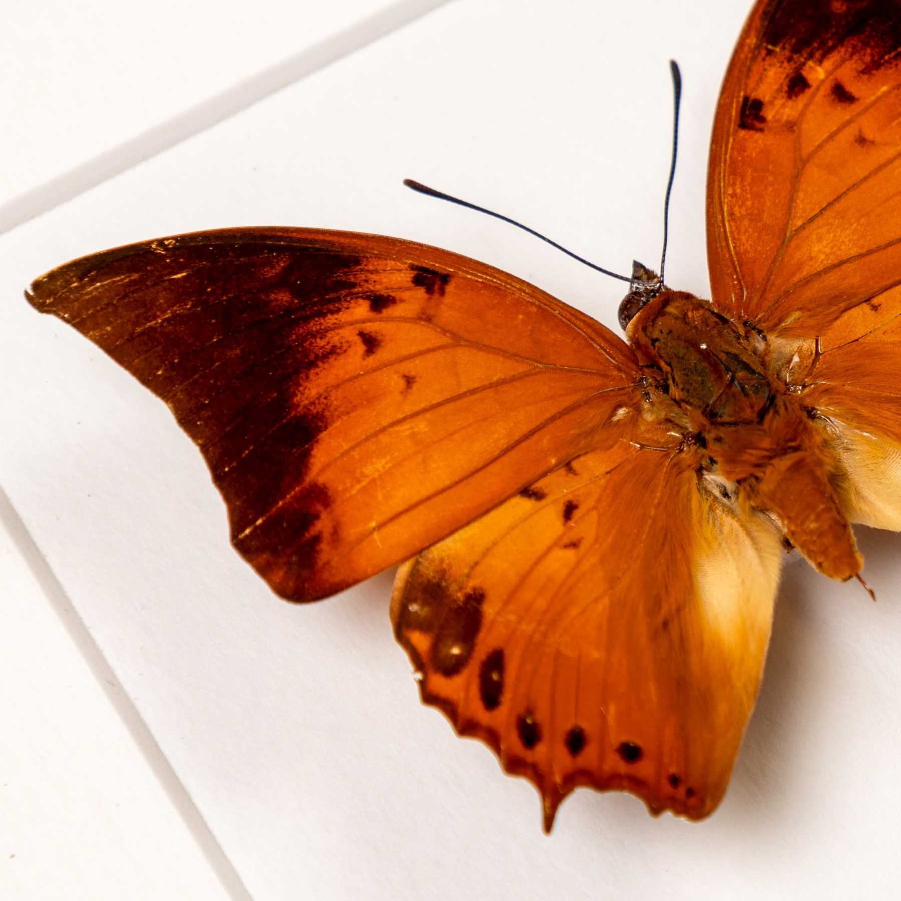 Affinis Charaxes Butterfly In Box Frame (Charaxes affinis)