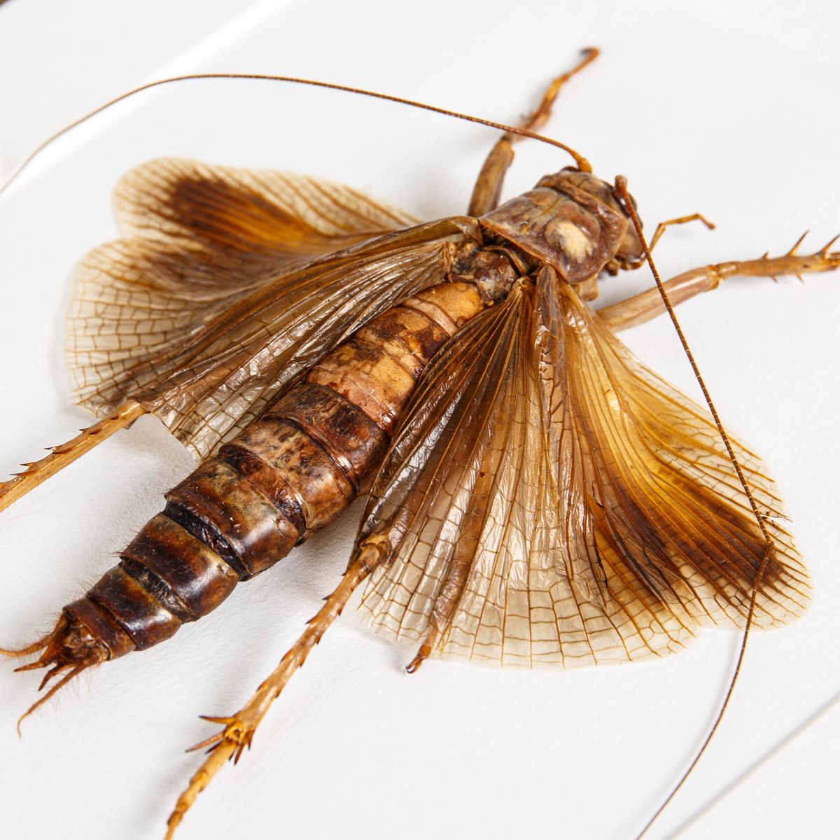 Monster Predatory Obake Raspy Cricket In Box Frame (Sia ferox)