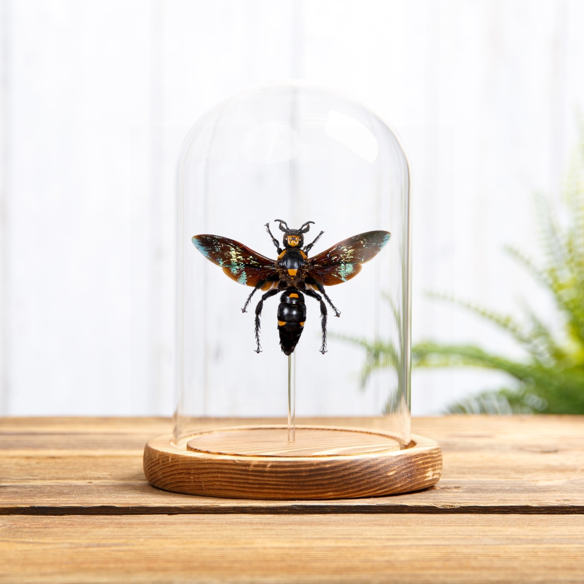 Giant Scoliid Wasp In Glass Dome (Megascolia procer)(XL)
