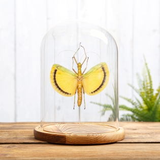 Winged Walking Stick Insect In Glass Dome (Tagesoidea nigrofasciata)