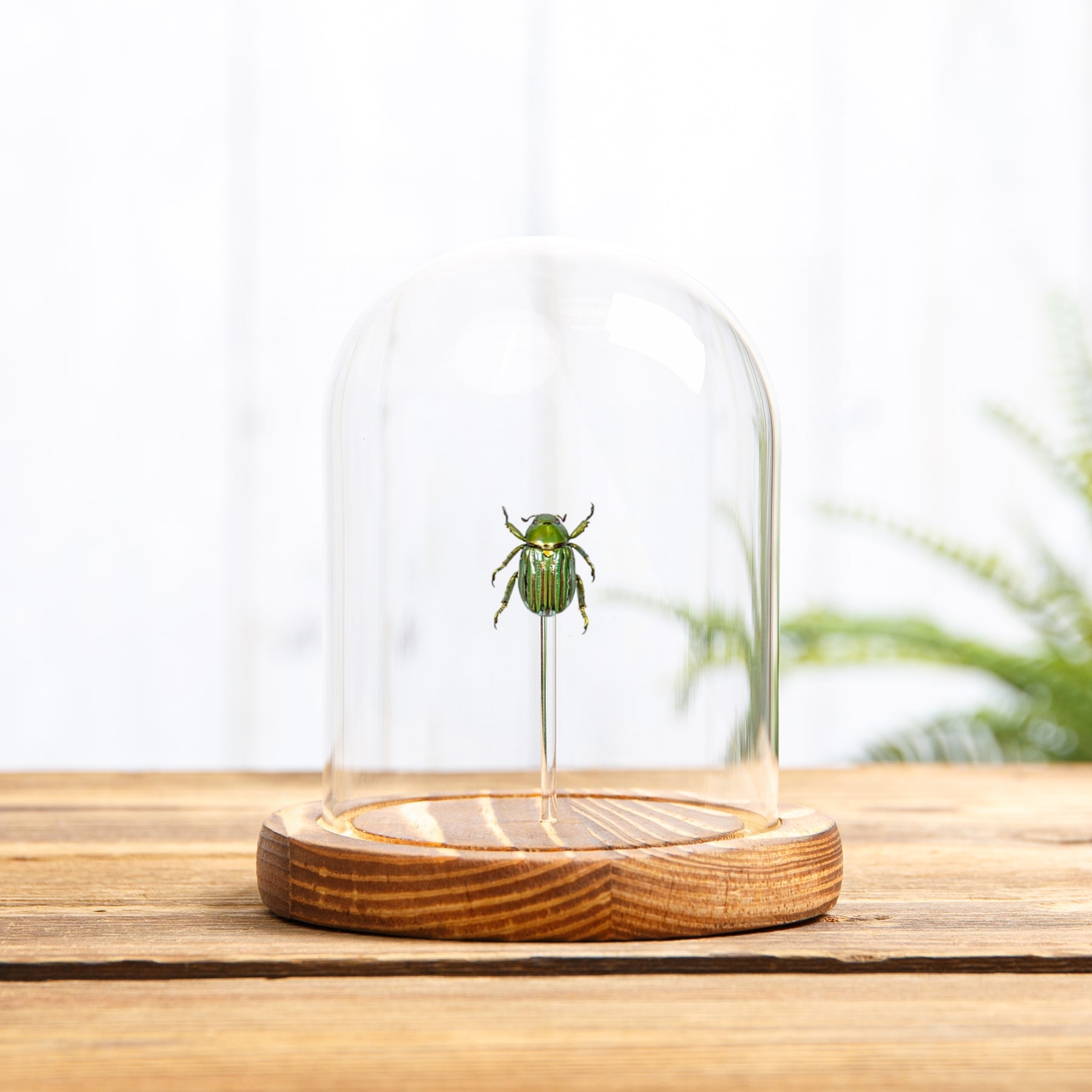 Glorious Scarab Beetle In Glass Dome (Chrysina gloriosa)