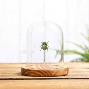 Glorious Scarab Beetle In Glass Dome (Chrysina gloriosa)