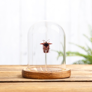 Bull Horn Stink Bug In Glass Dome (Pygoplatys lancifer)