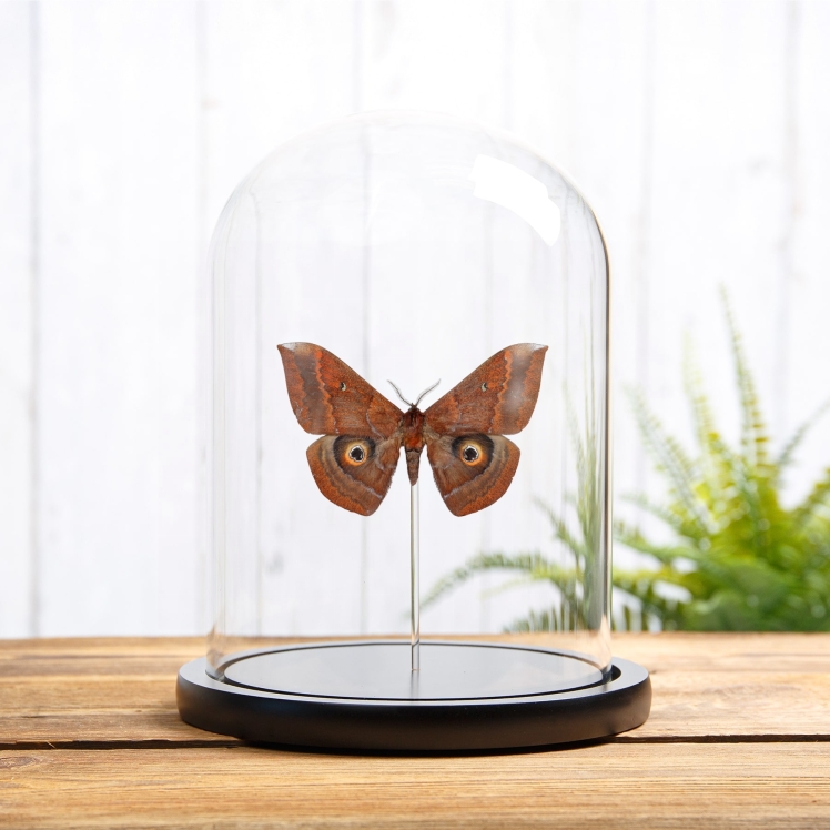 Golden Moon Moth In Glass Dome With Wooden Base (Actias sinensis)