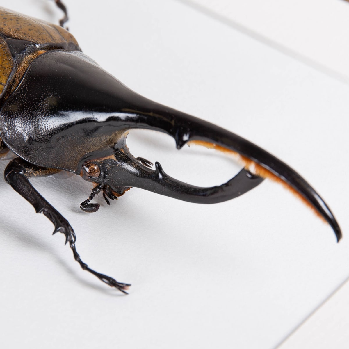 The Hercules Beetle In Box Frame (Dynastes hercules)