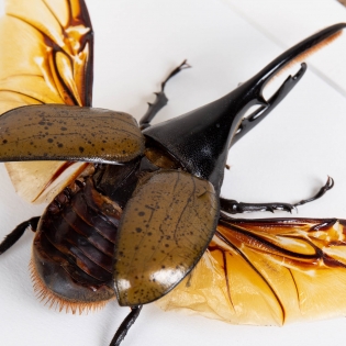 Hercules Beetle In Box Frame (Dynastes hercules lichyi)