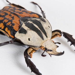 African Flower Beetle In Box Frame (Mecynorrhina oberthuri decorata)