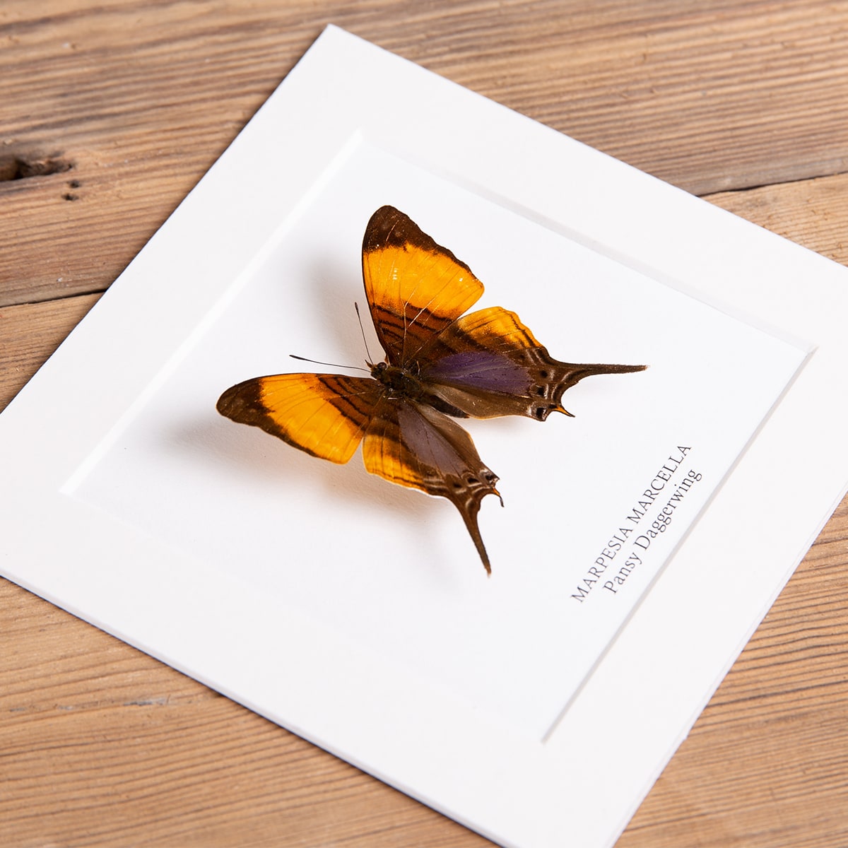 Pansy Daggerwing Butterfly In Box Frame (Marpesia marcella)