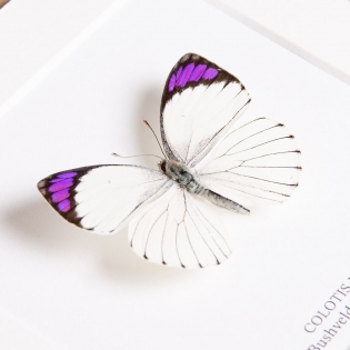 Bushveld Purple Tip Butterfly In Box Frame (Colotis ione)