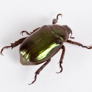 Green Jewel Scarab Beetle In Box Frame (Chrysina chalcothea)