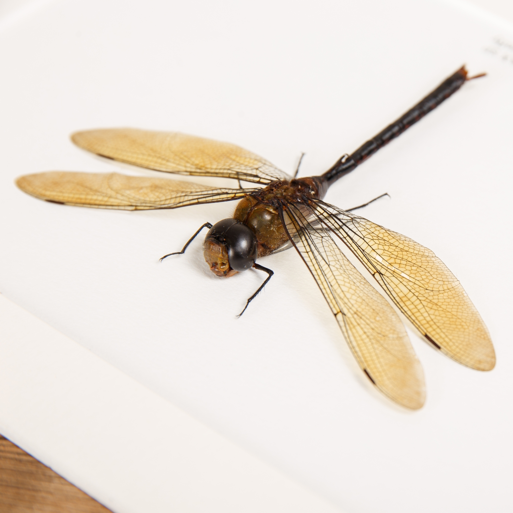 Dragonfly In Box Frame (Anax sp)