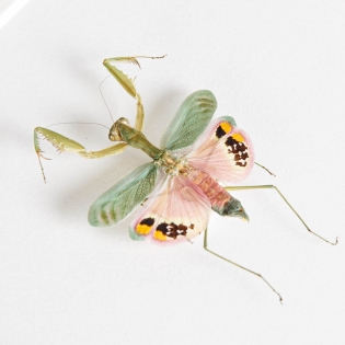 Umbrella Mantis In Box Frame (Caliris elegans)
