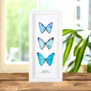 Multi Butterfly Frame (Morpho aega, zephyritis & marcus major)