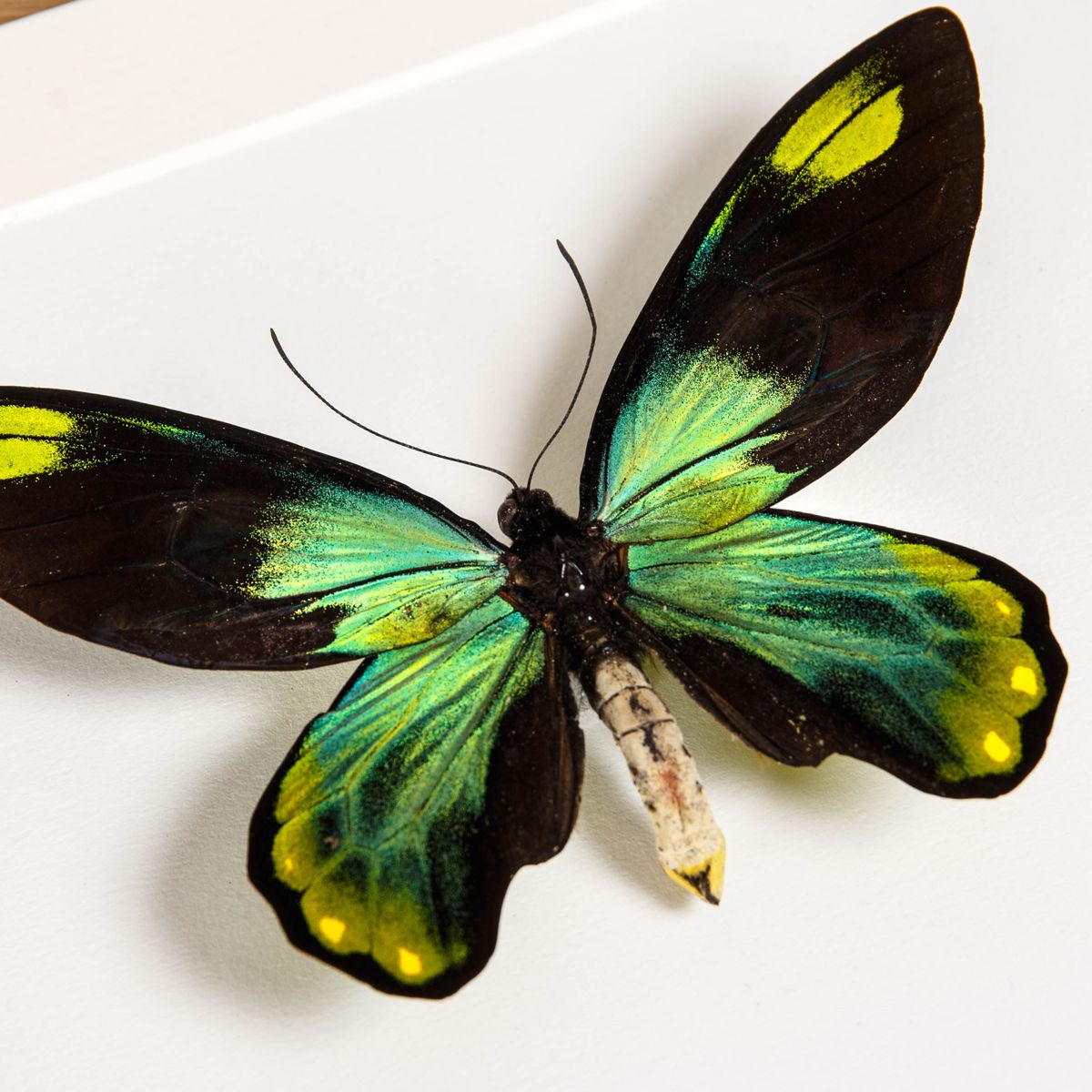 The Queen Victoria's Birdwing In Box Frame (Ornithoptera victoriae)