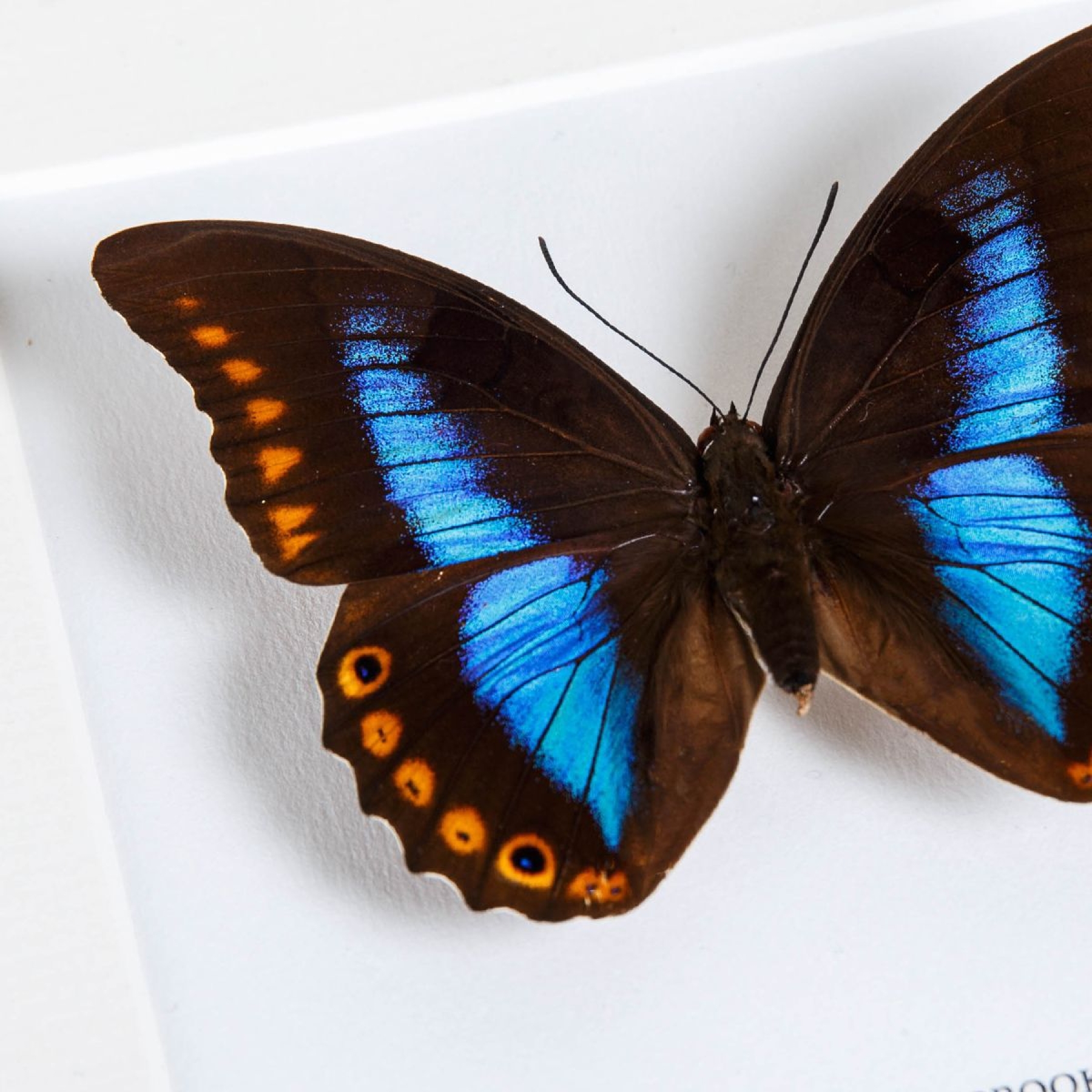 Female Orange-spotted Prepona In Box Frame (Prepona deiphile brooksiana)