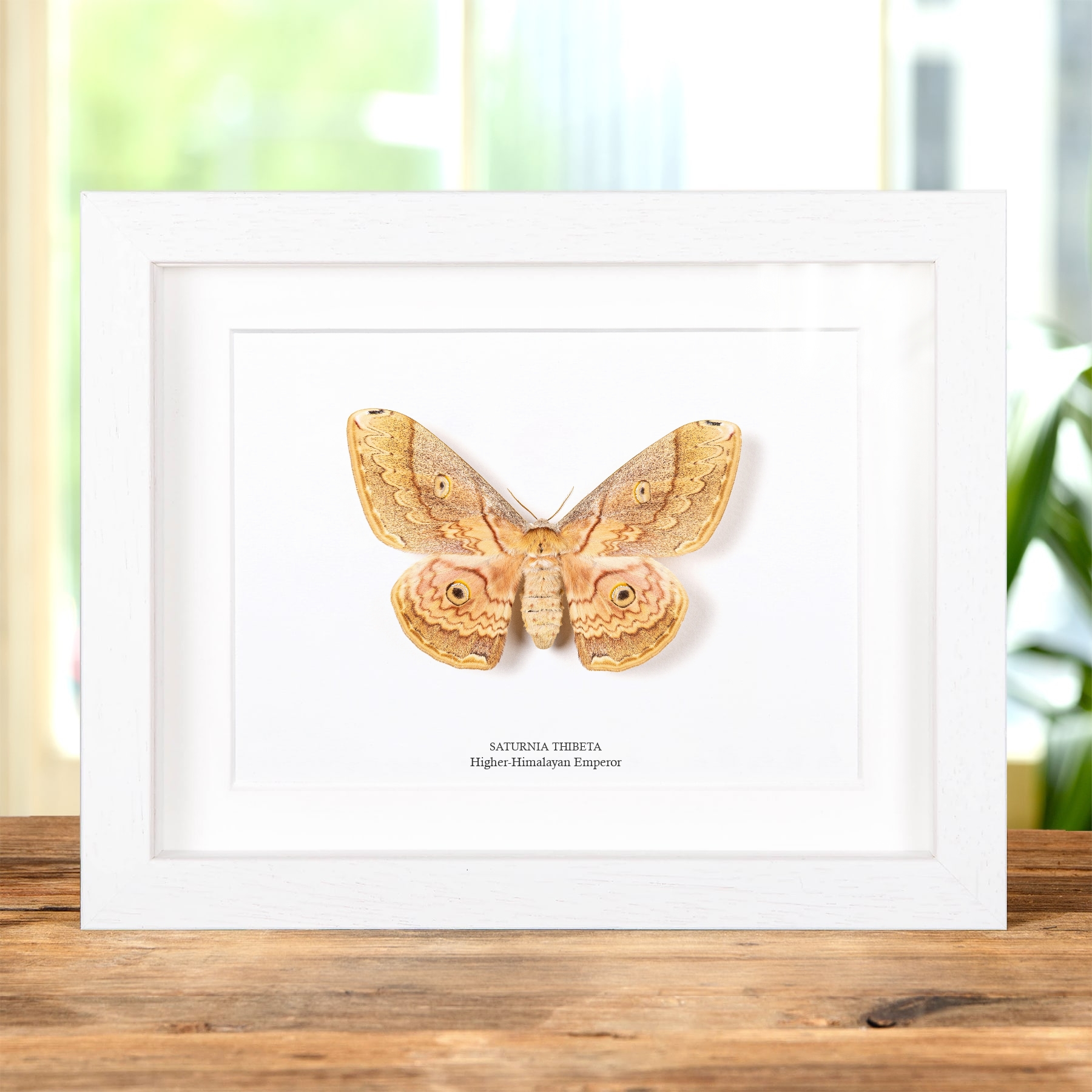 Higher-Himalayan Emperor Moth In Box Frame (Saturnia thibeta)