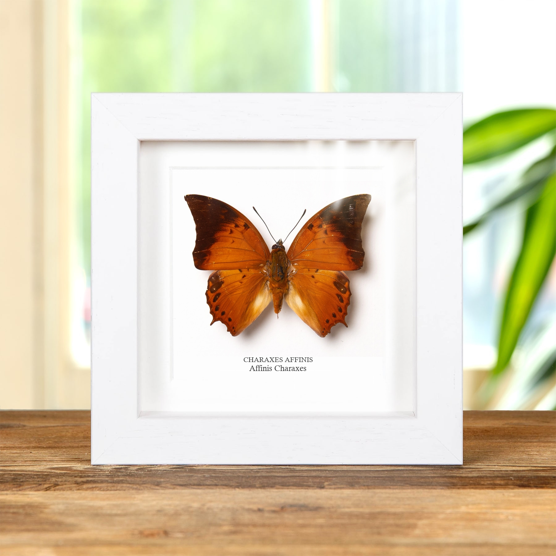 Affinis Charaxes Butterfly In Box Frame (Charaxes affinis)