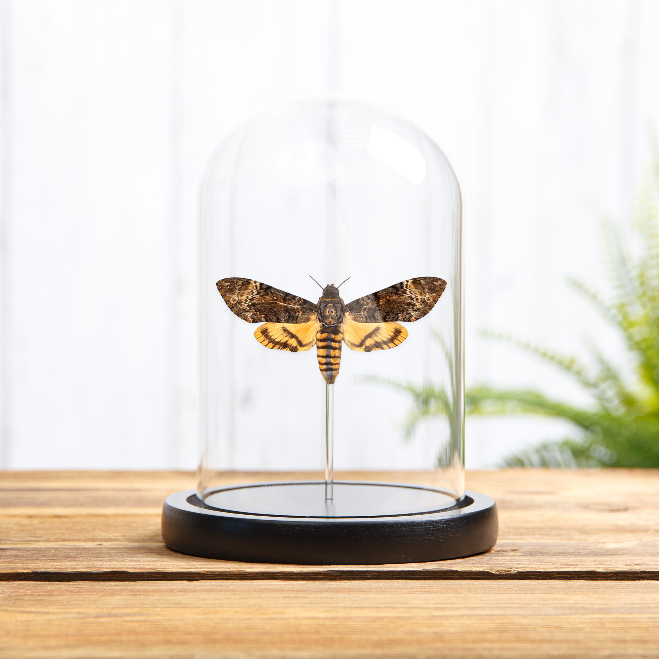 Death's Head Hawk Moth Silence of the Lambs In Glass Dome (Acherontia styx)