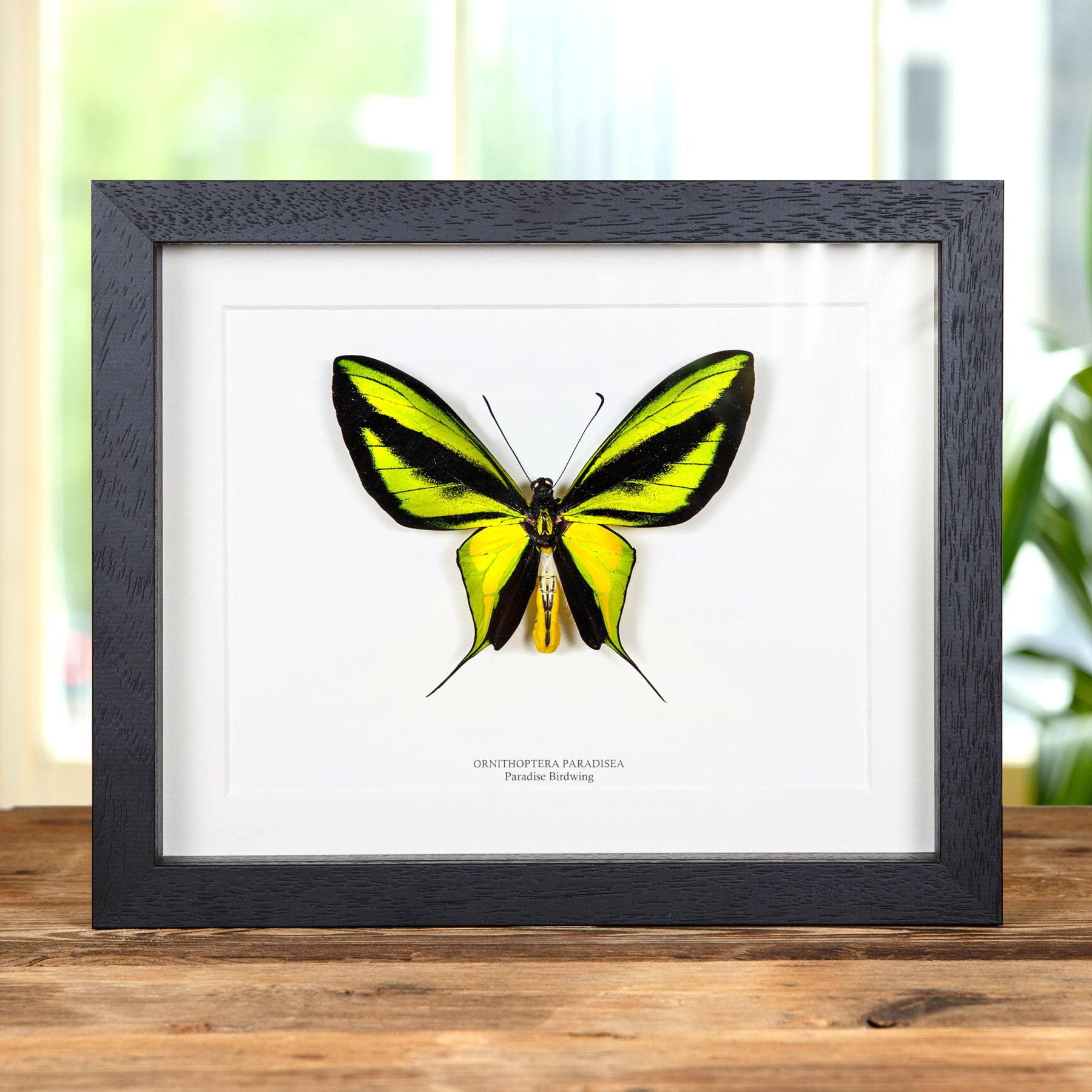 Paradise Birdwing In Box Frame (Ornithoptera paradisea)