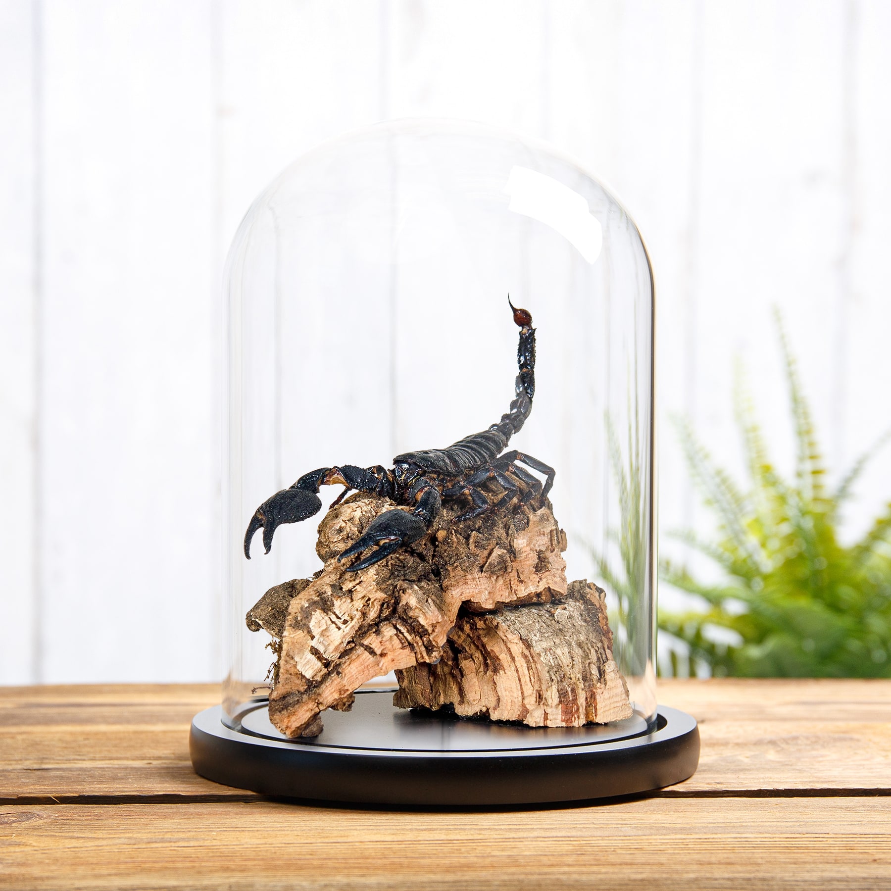 Giant Forest Scorpion In Still Life Glass Dome with Wooden Base ...
