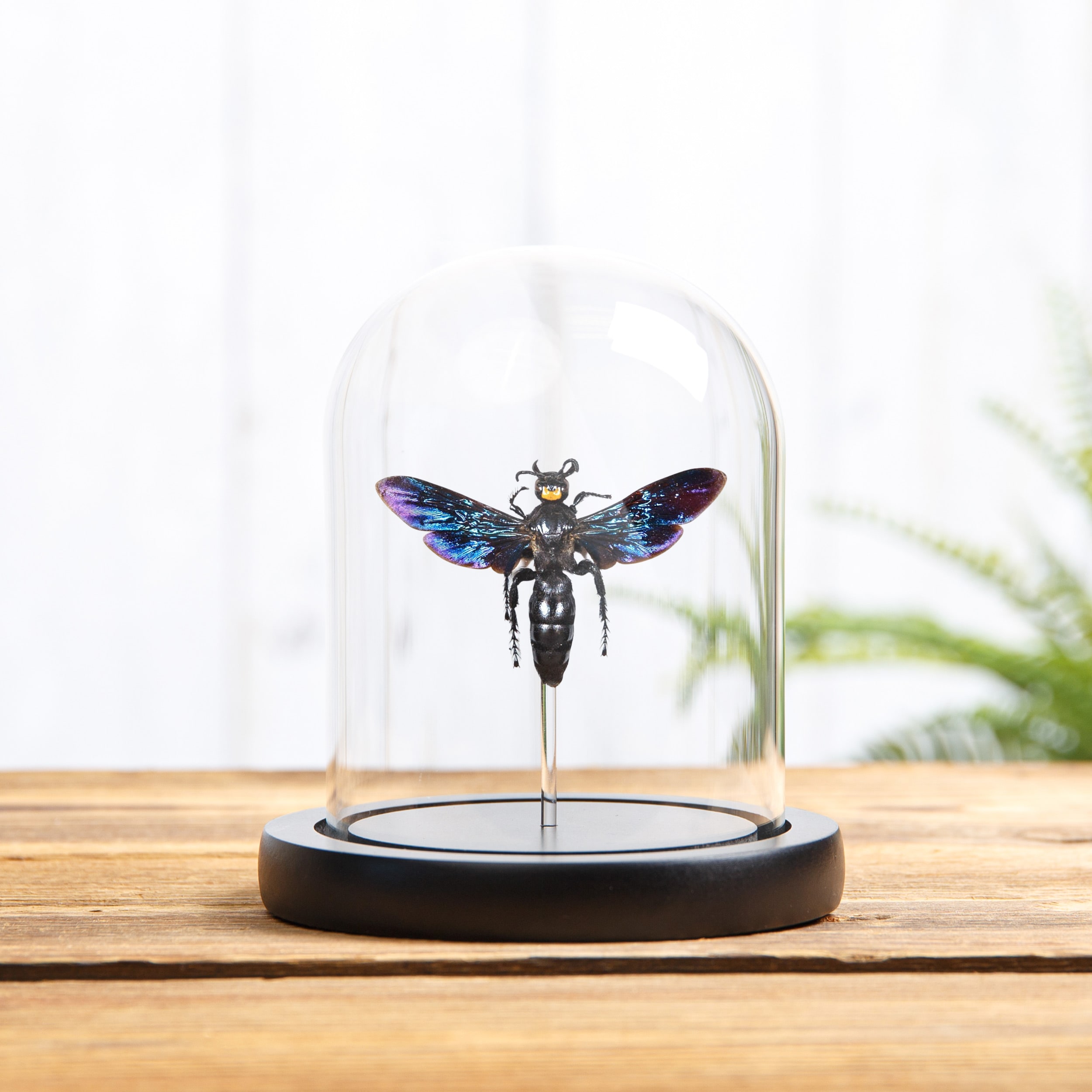 Megascolia velutina ducalis In Glass Dome With Wooden Base From Indonesia