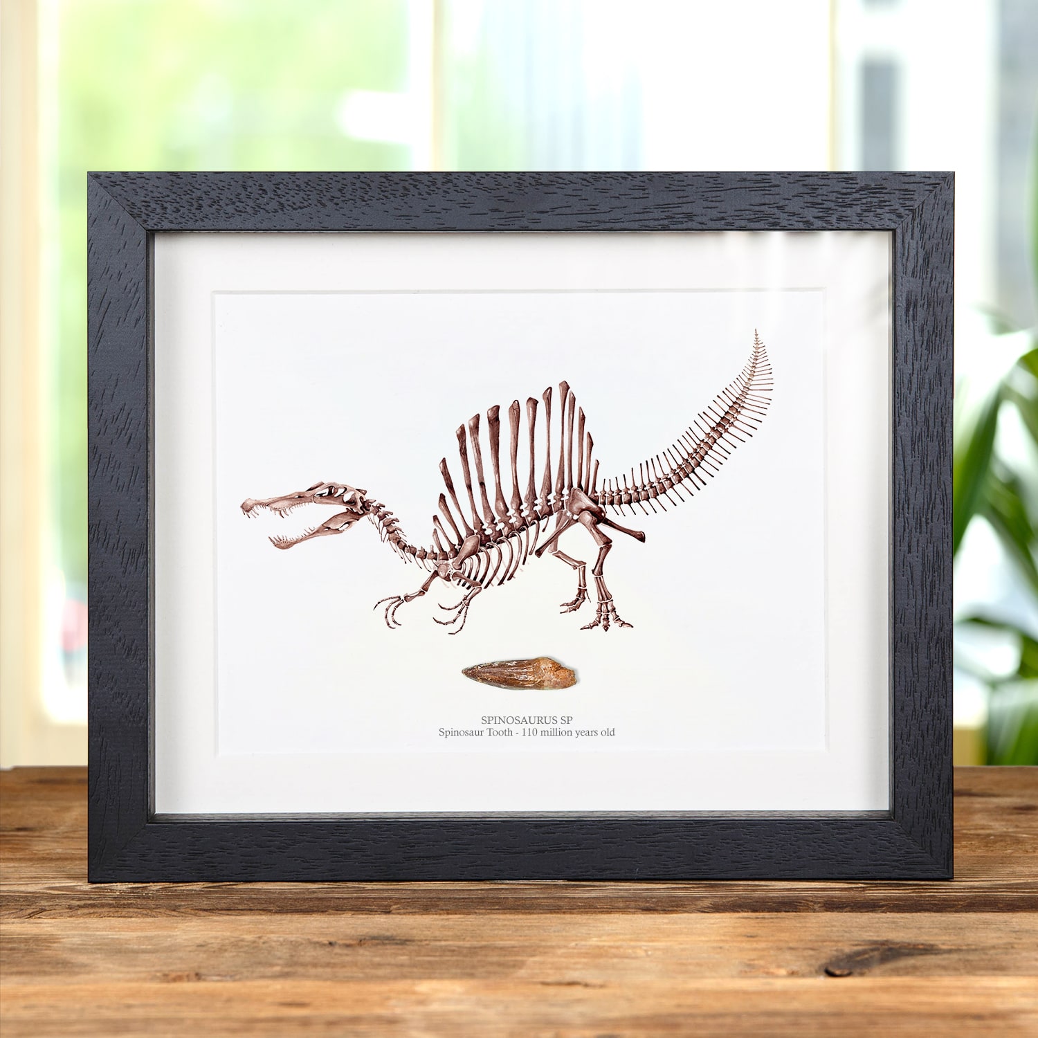 Spinosaur Dinosaur Illustration & Tooth Fossil (Spinosaurus sp) #2
