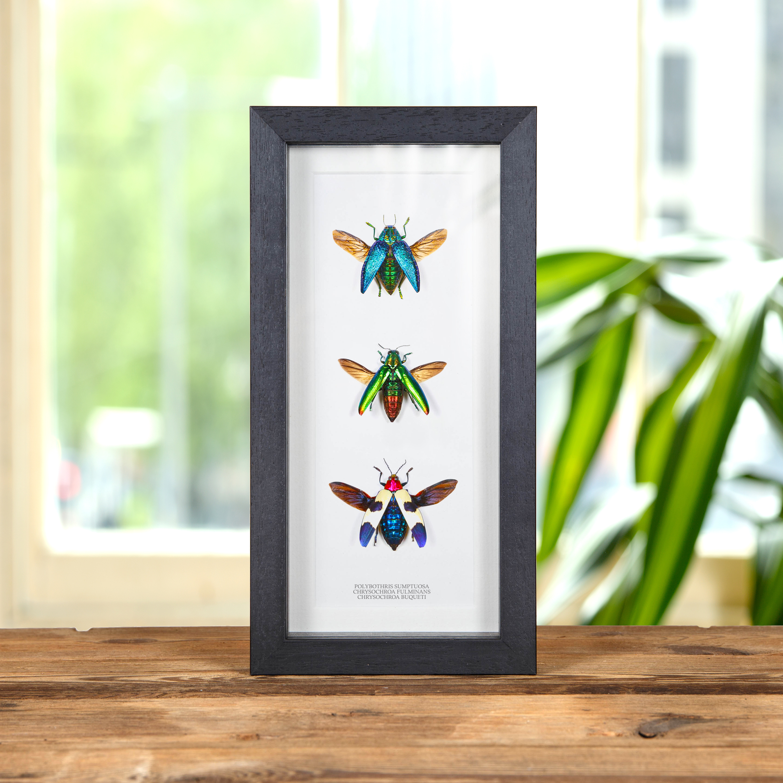 Jewel Beetle Trio In Box Frame (Polybothris sumptuosa, Chrysochroa ...